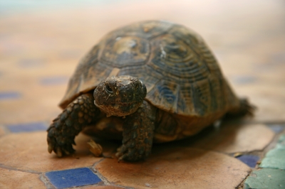 ADHD Types: Tortoise or Hare? | Sachs Center | Autism & ADHD Testing ...